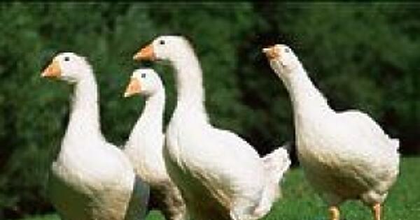 Liba erőleves, töltött libanyak, serpenyős libacomb - Életforma.hu