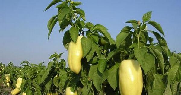 Olajos paprika - ne dugd, tedd el! - Életforma.hu